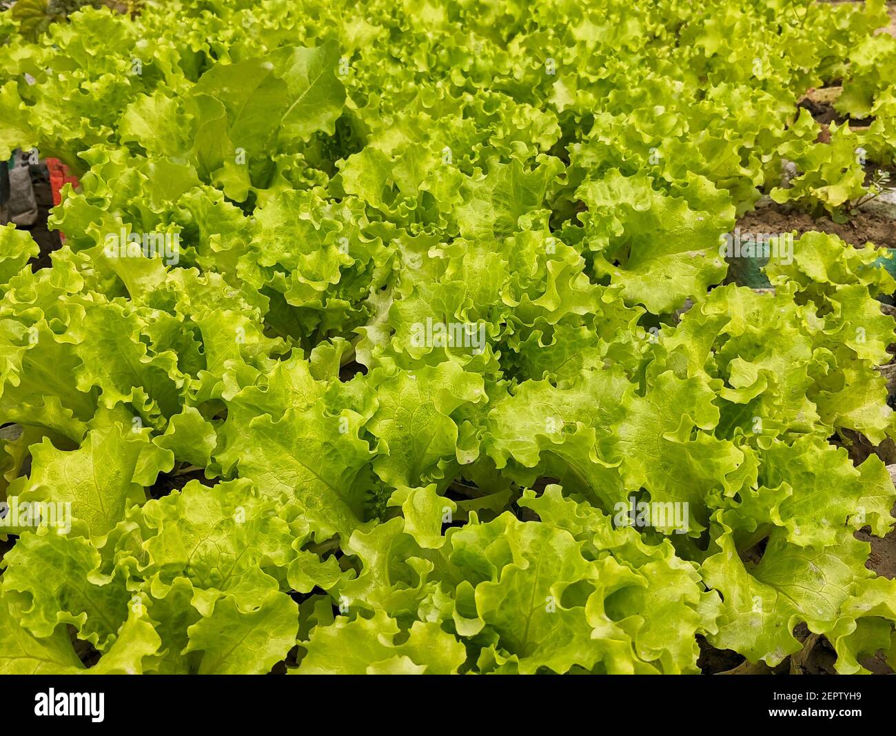 Top view of Green lettuce growing in vegetable garden Stock Photo - Alamy