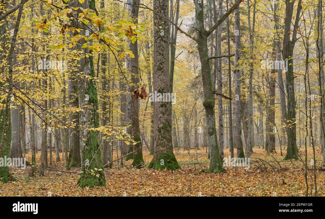 Misty deciduous forest with old oaks inautumn cloudy midday, Bialowieza ...
