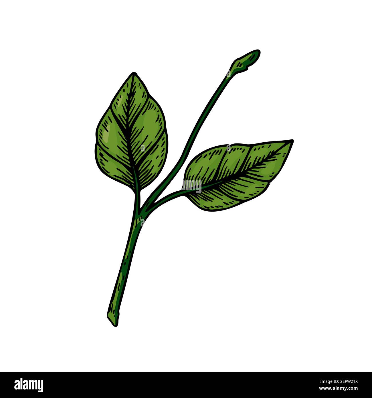 Hand drawn green branch with leaves isolated on white background ...