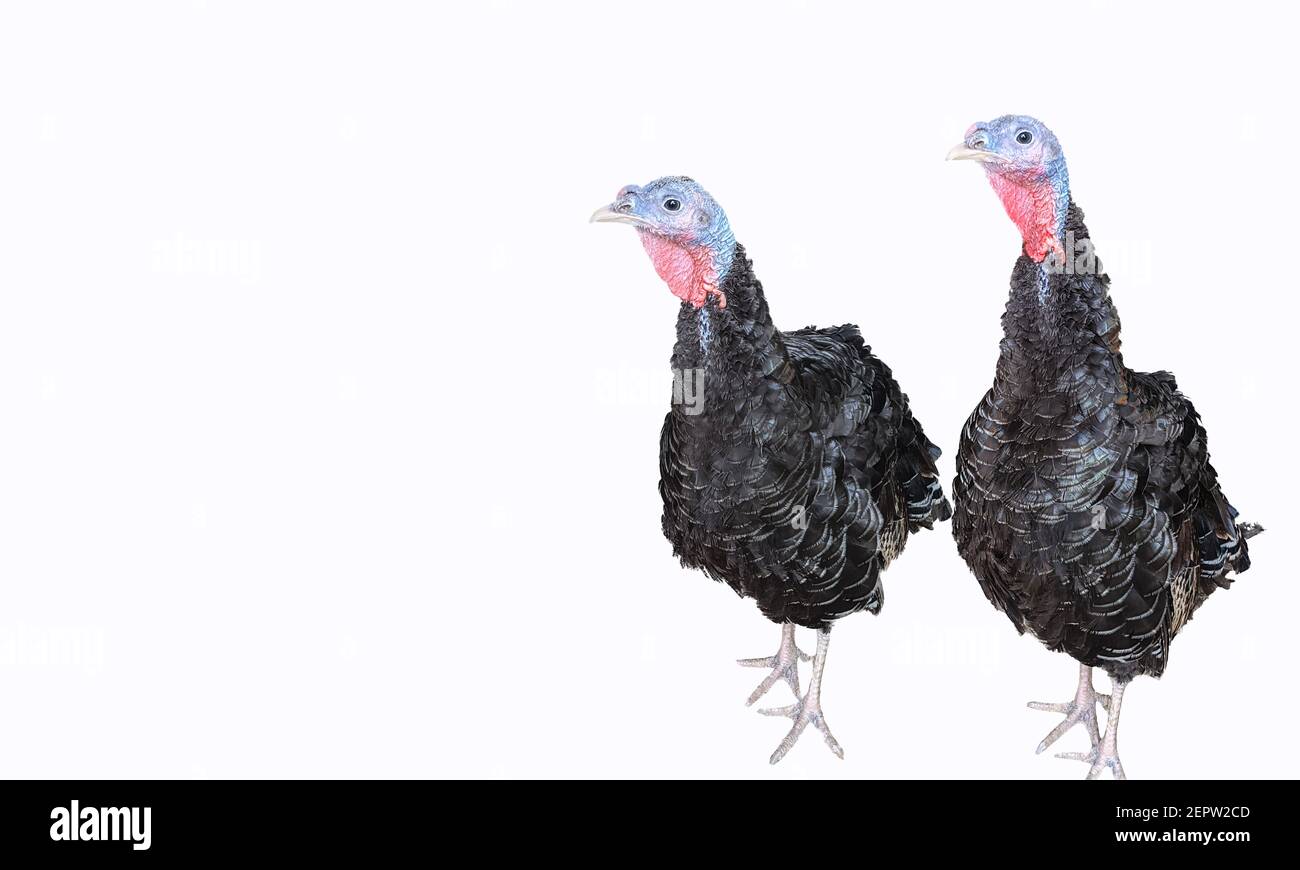 Two turkey bird isolated on the white background Stock Photo - Alamy