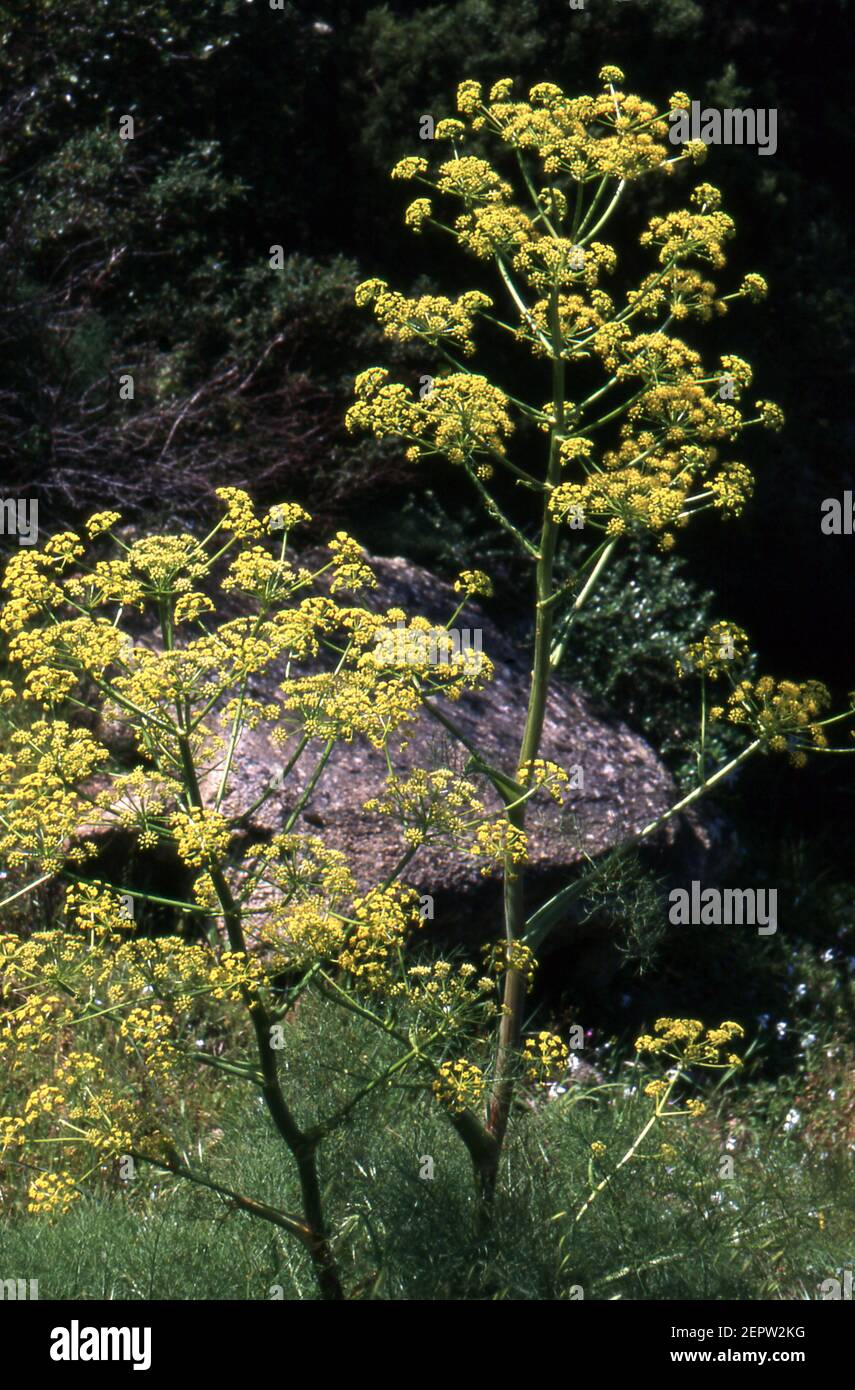 Ferula communis close-up (scanned from colorslide Stock Photo - Alamy