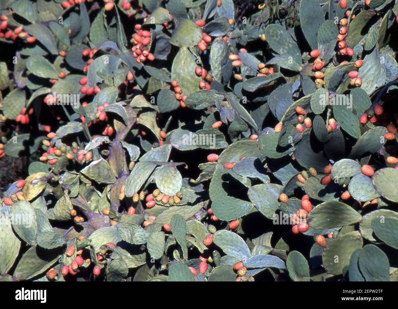 Ficus indica fruits (scanned from colorslide Stock Photo - Alamy