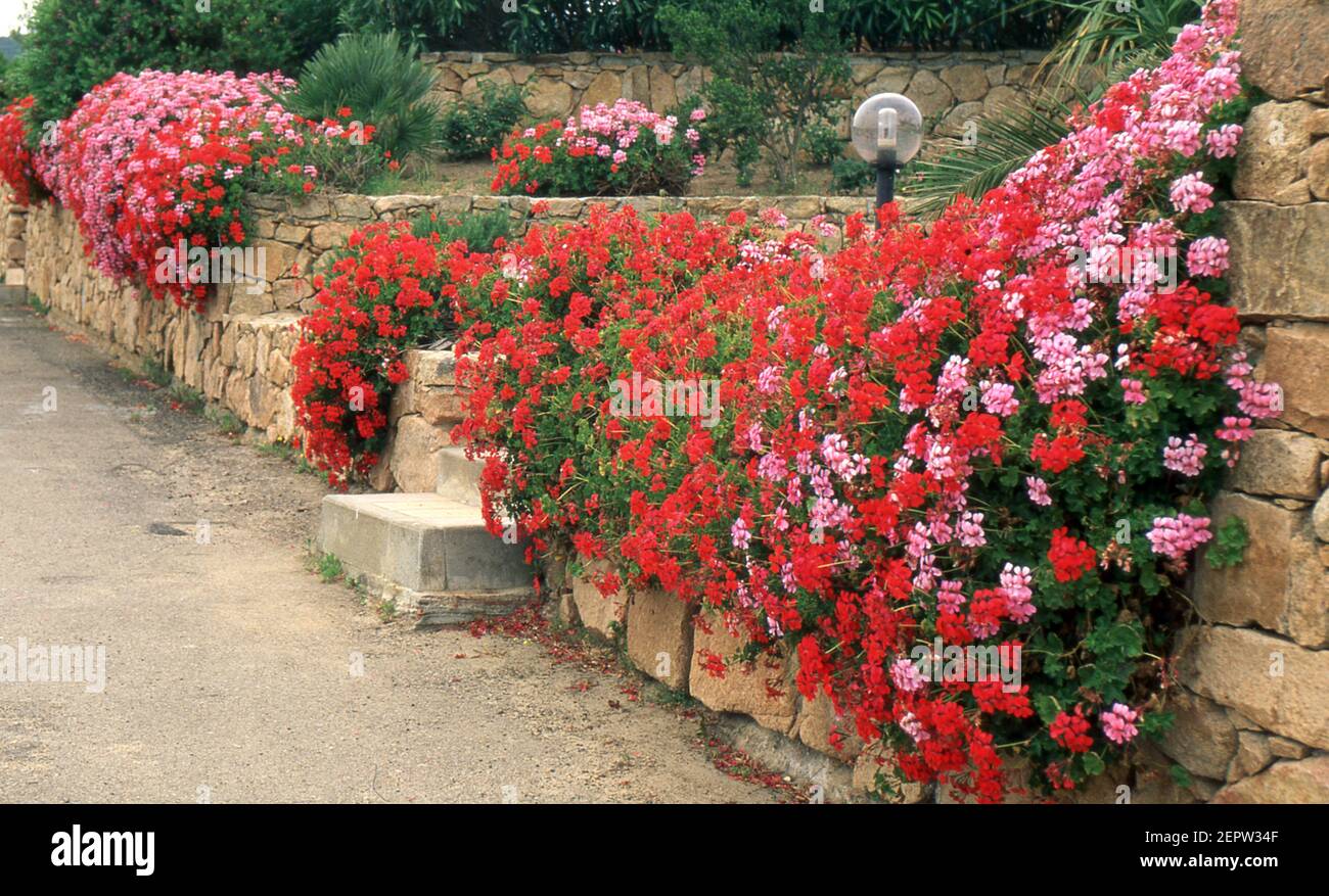 Geranium flowering in Sardinian garden (scanned from colorslide Stock ...
