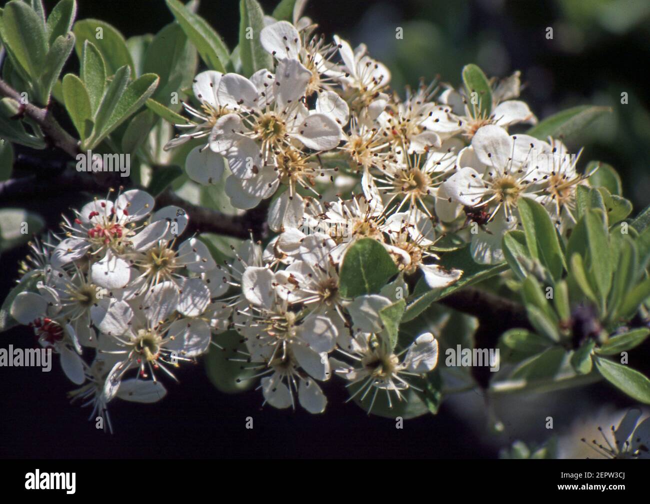 Wild pyrus (pyrus amygdaliformis) close-up (scanned from colorslide ...