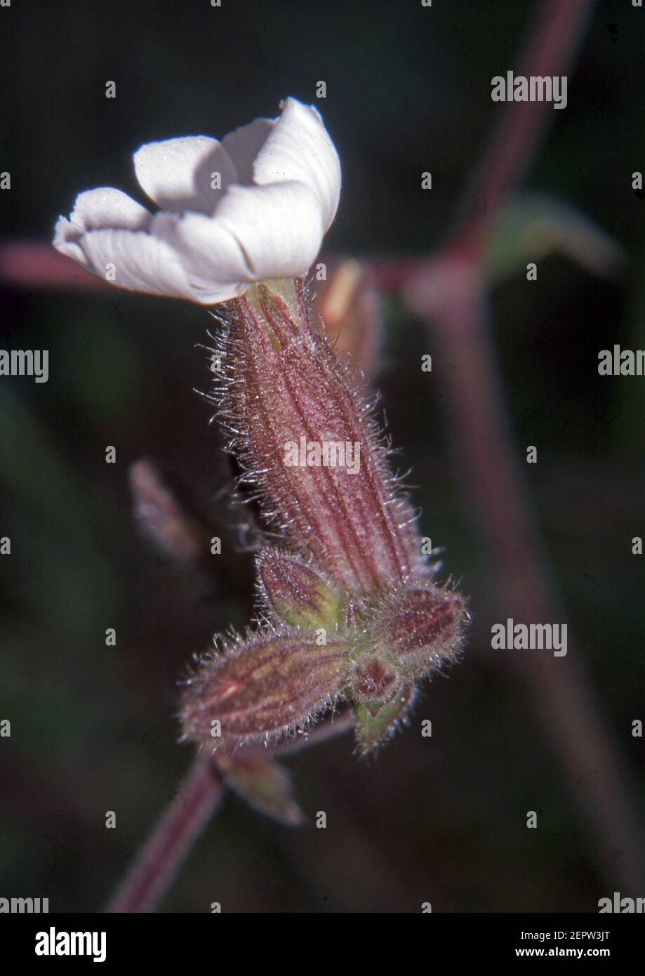 Silene alba close-up (scanned from colorslide Stock Photo - Alamy