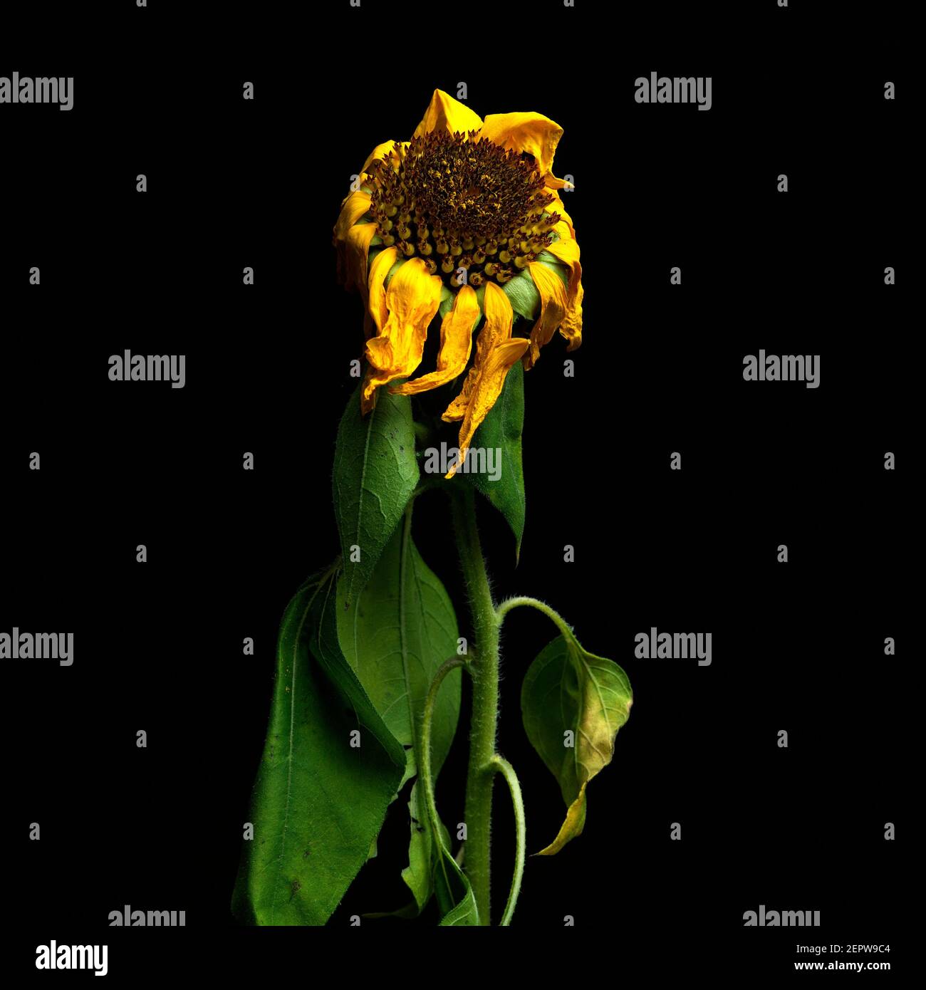 Petal of a withered flower hi-res stock photography and images - Alamy