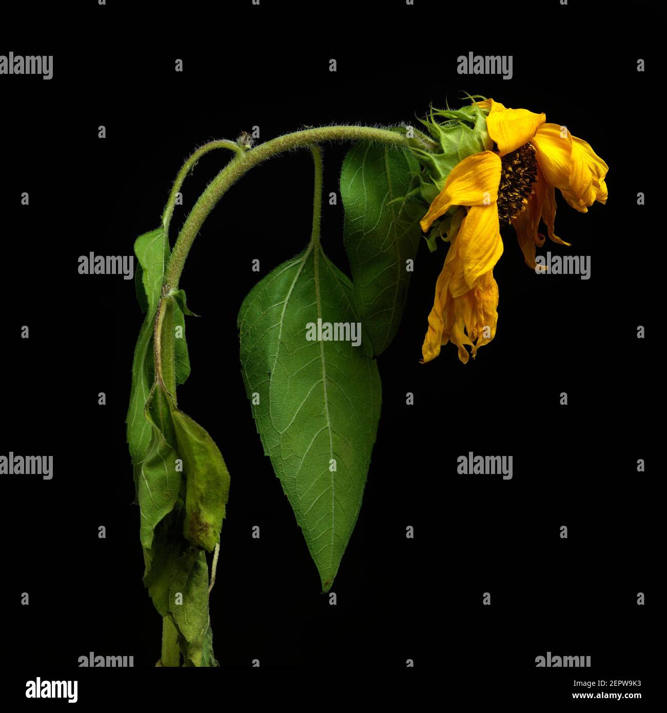 Withered sunflower hi-res stock photography and images - Alamy