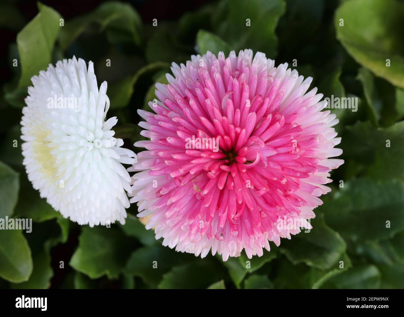English white daisy hi-res stock photography and images - Alamy