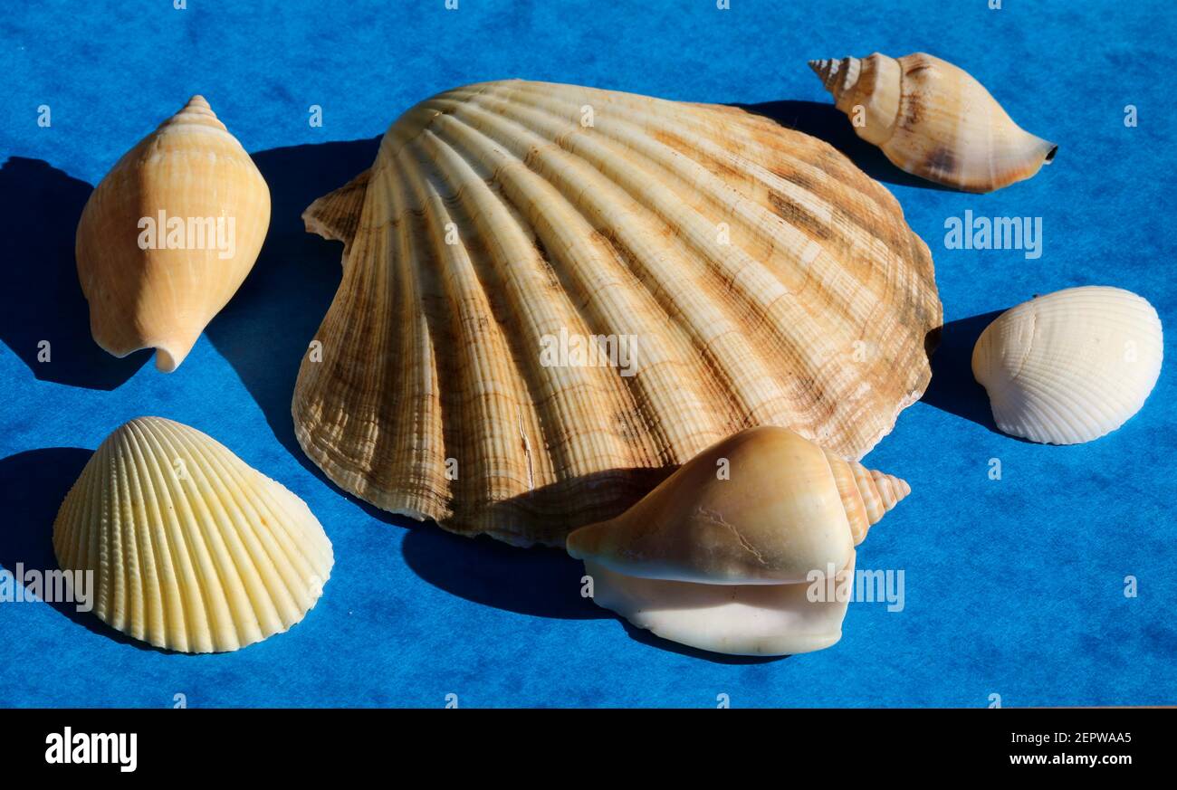 Scallop shells on a beach hi-res stock photography and images - Alamy