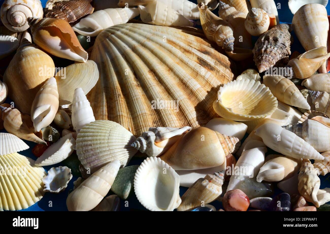 Shell shells beach hi-res stock photography and images - Alamy