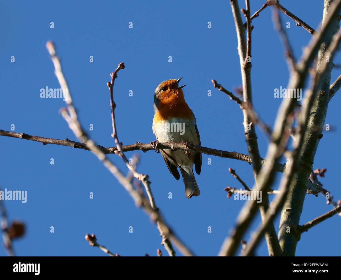 An Image Of A Robin Singing in The Spring Sunshine Stock Photo - Alamy