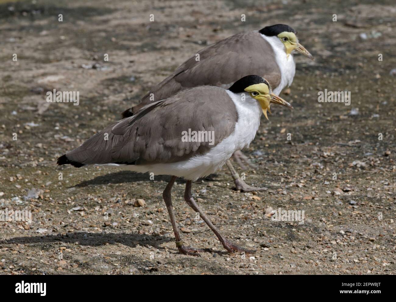 Lapwings hi-res stock photography and images - Alamy