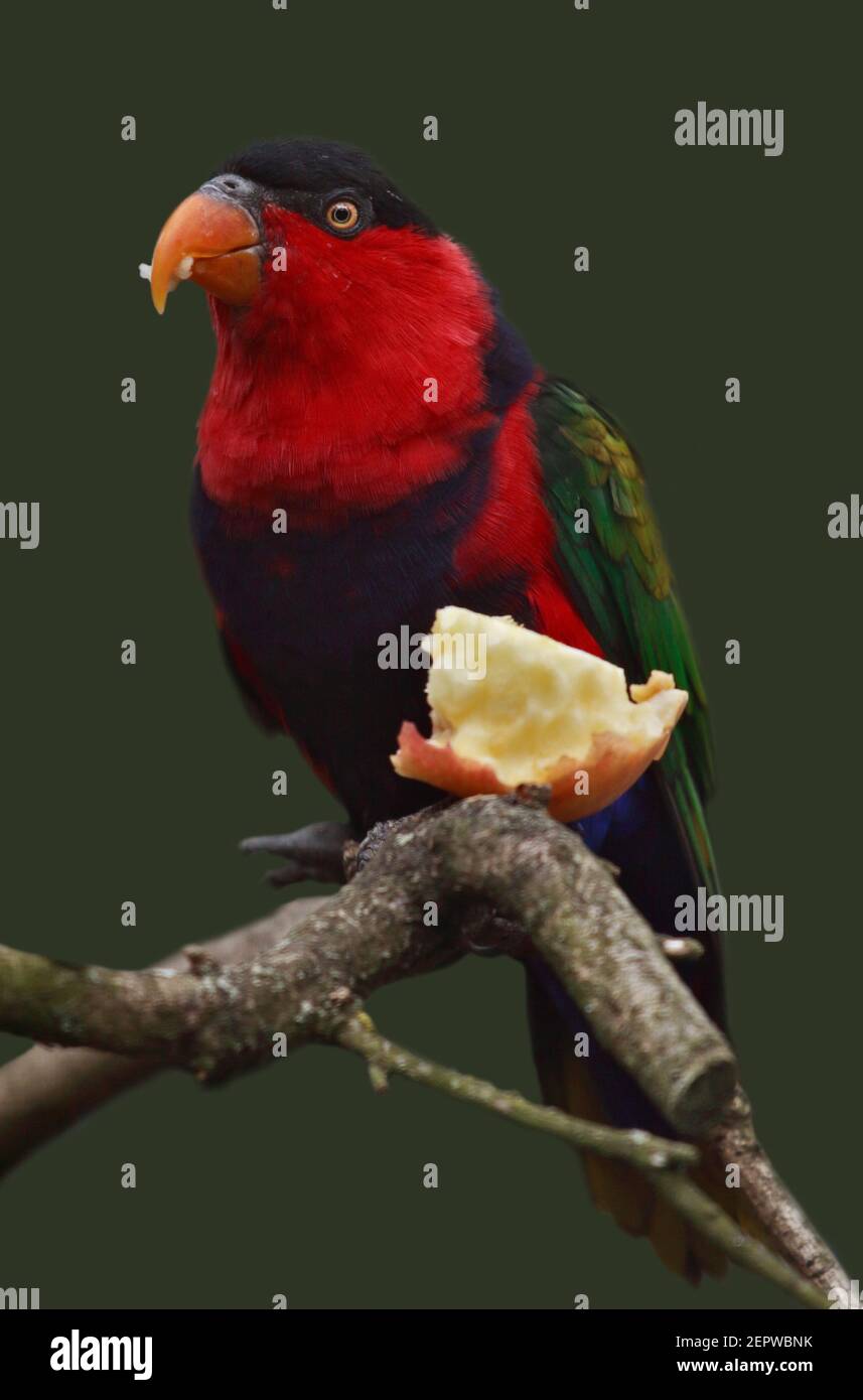 Western Black Capped Lory (lorius lory Stock Photo - Alamy
