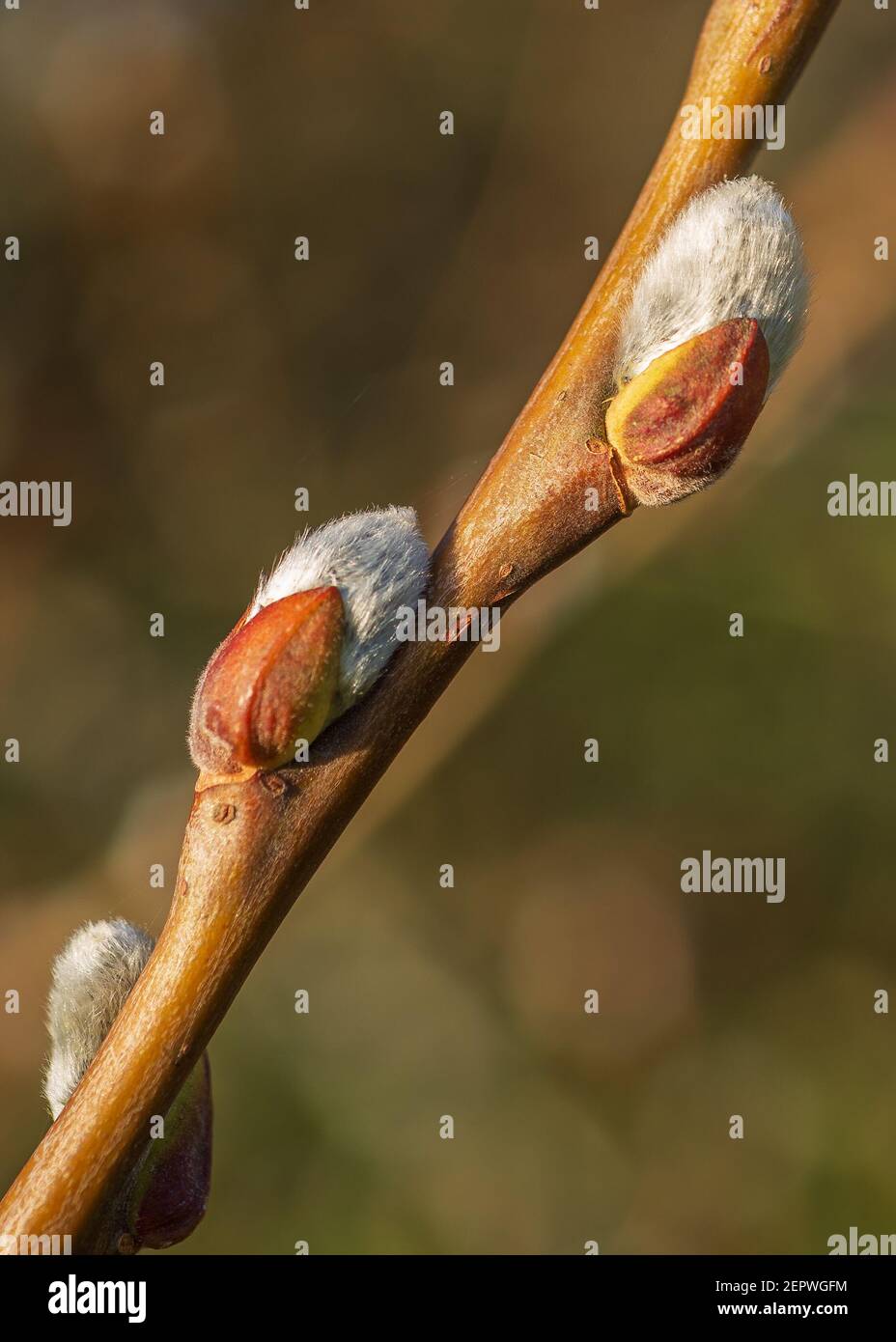 Fluffy white buds on a tree in spring Stock Photo - Alamy