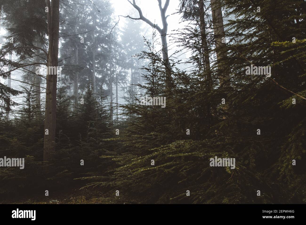 Early morning mist coming through the trees in the forest Stock Photo ...