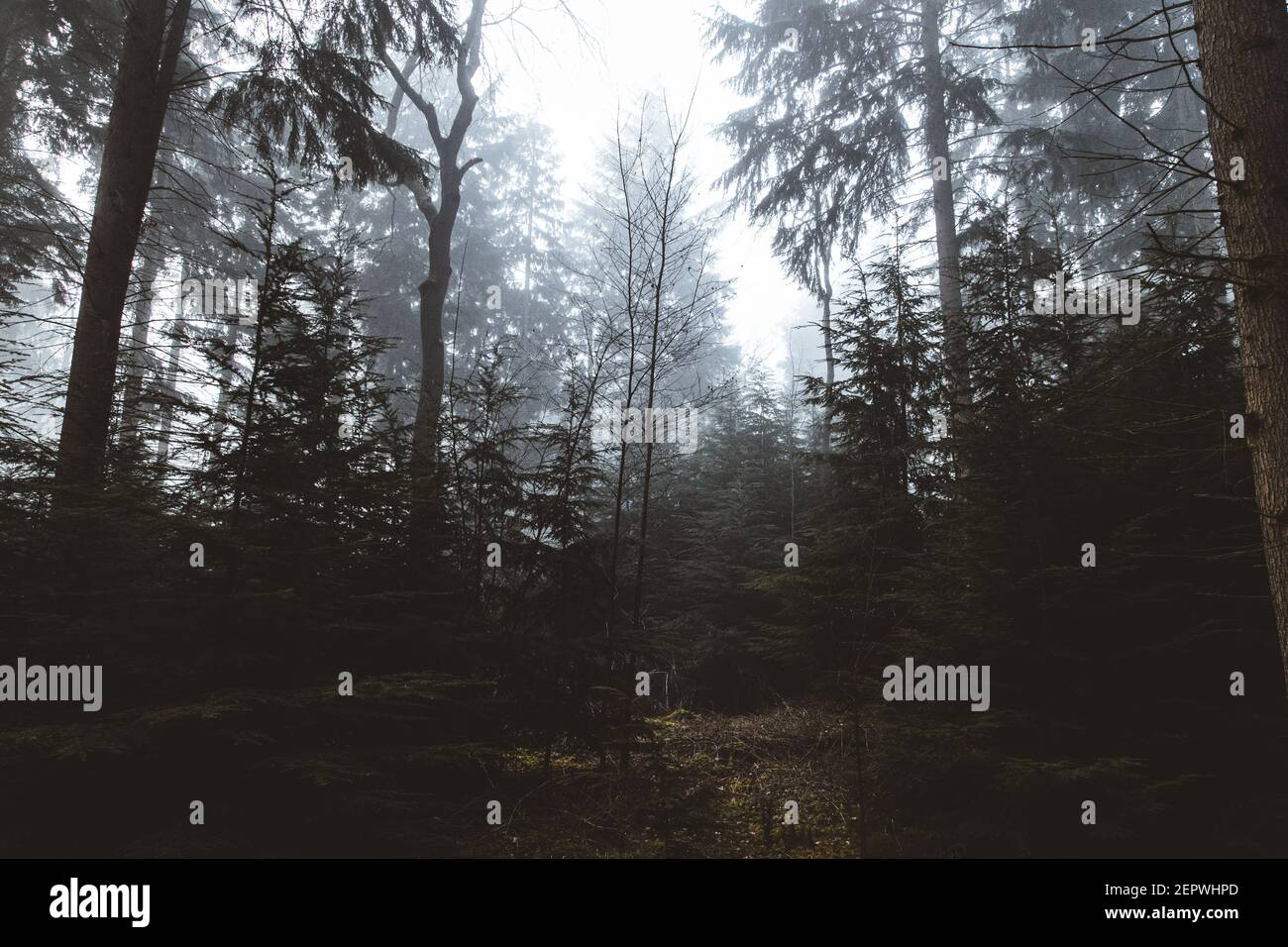 Early enchanted forest hi-res stock photography and images - Alamy