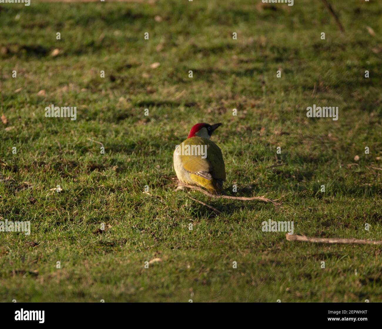 Insectivore beak eyes hi-res stock photography and images - Alamy