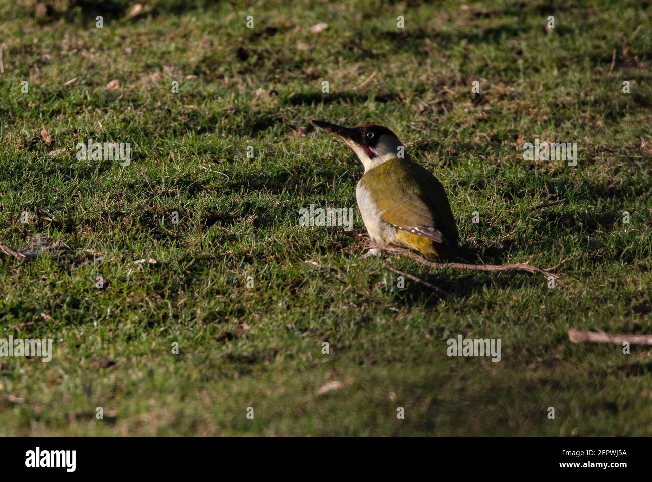 Insectivore beak eyes hi-res stock photography and images - Alamy