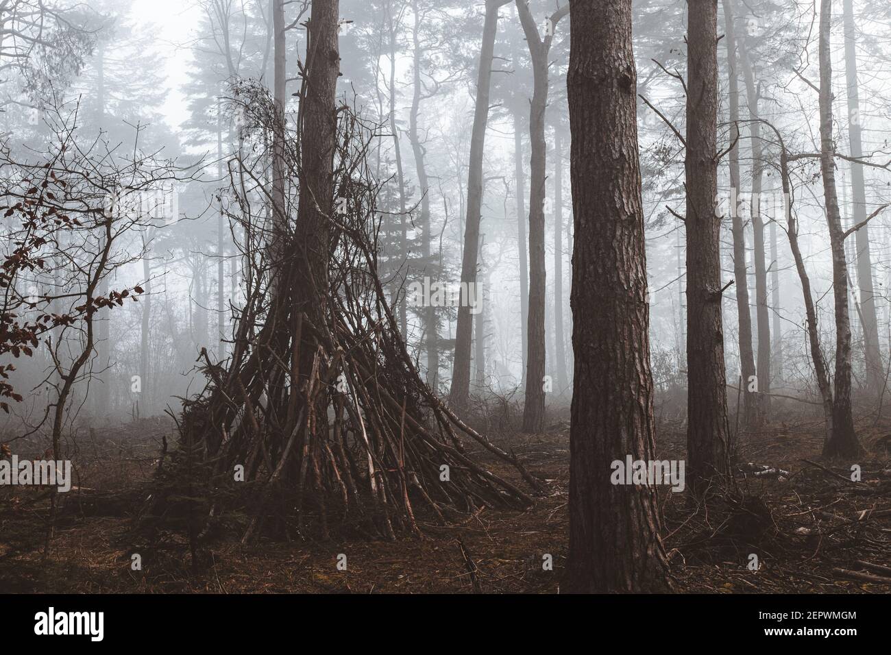 Woodland den in foggy forest Stock Photo - Alamy