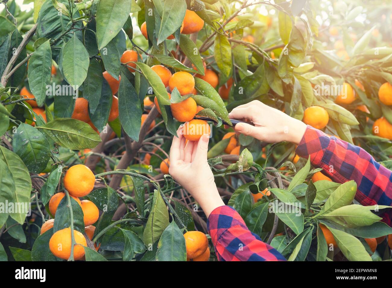 Farmer woman harvesting tangerines in an mandarin tree field Stock ...
