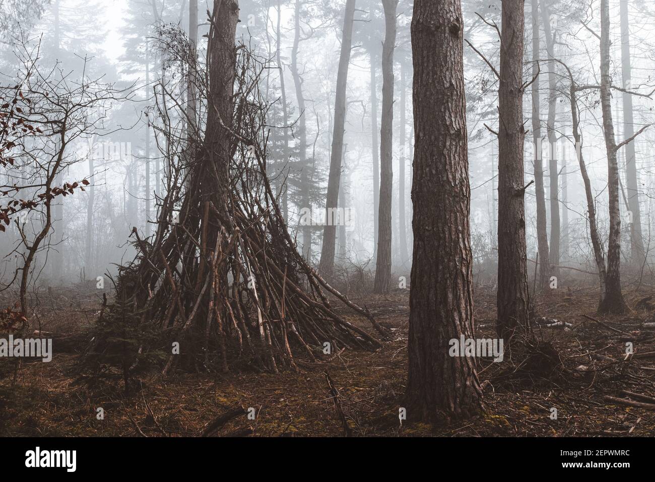 Woodland den in foggy forest Stock Photo - Alamy