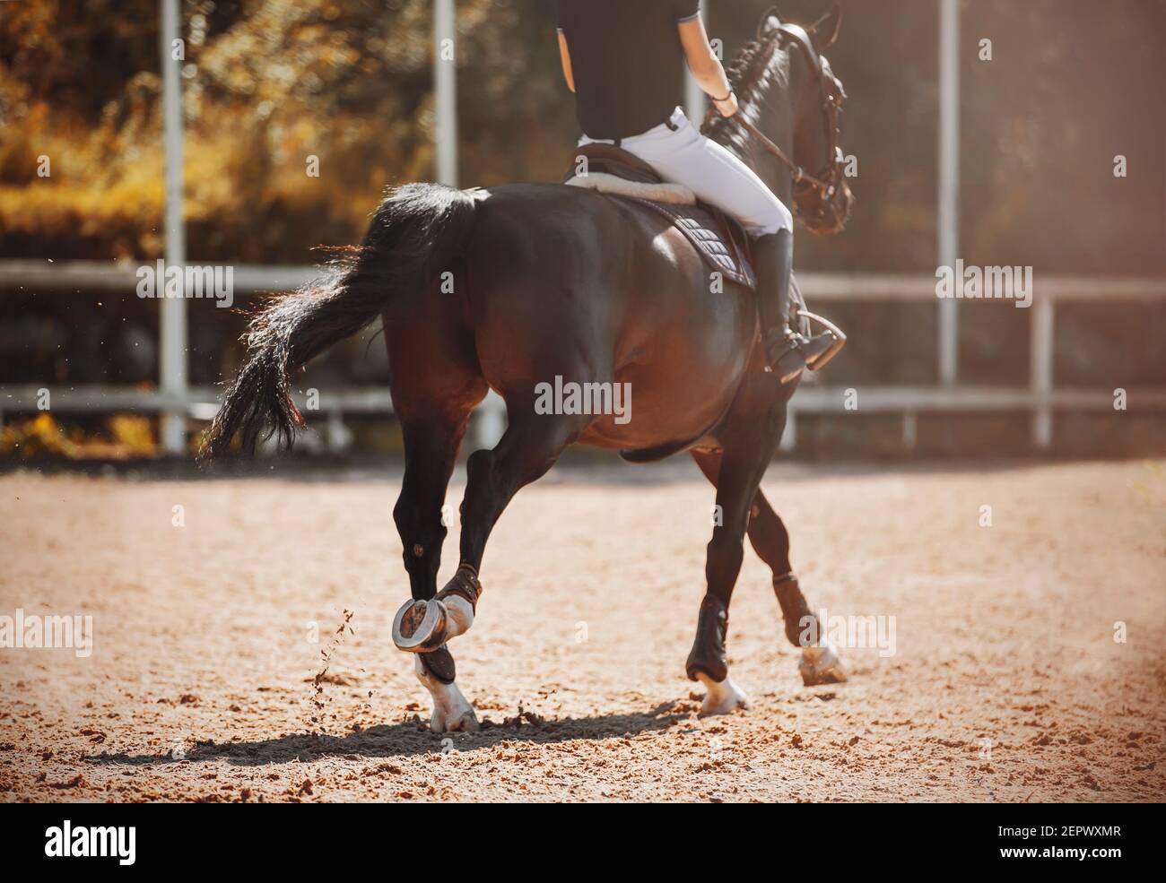 Rider Riding Horse Autumn Gallop High Resolution Stock Photography and ...
