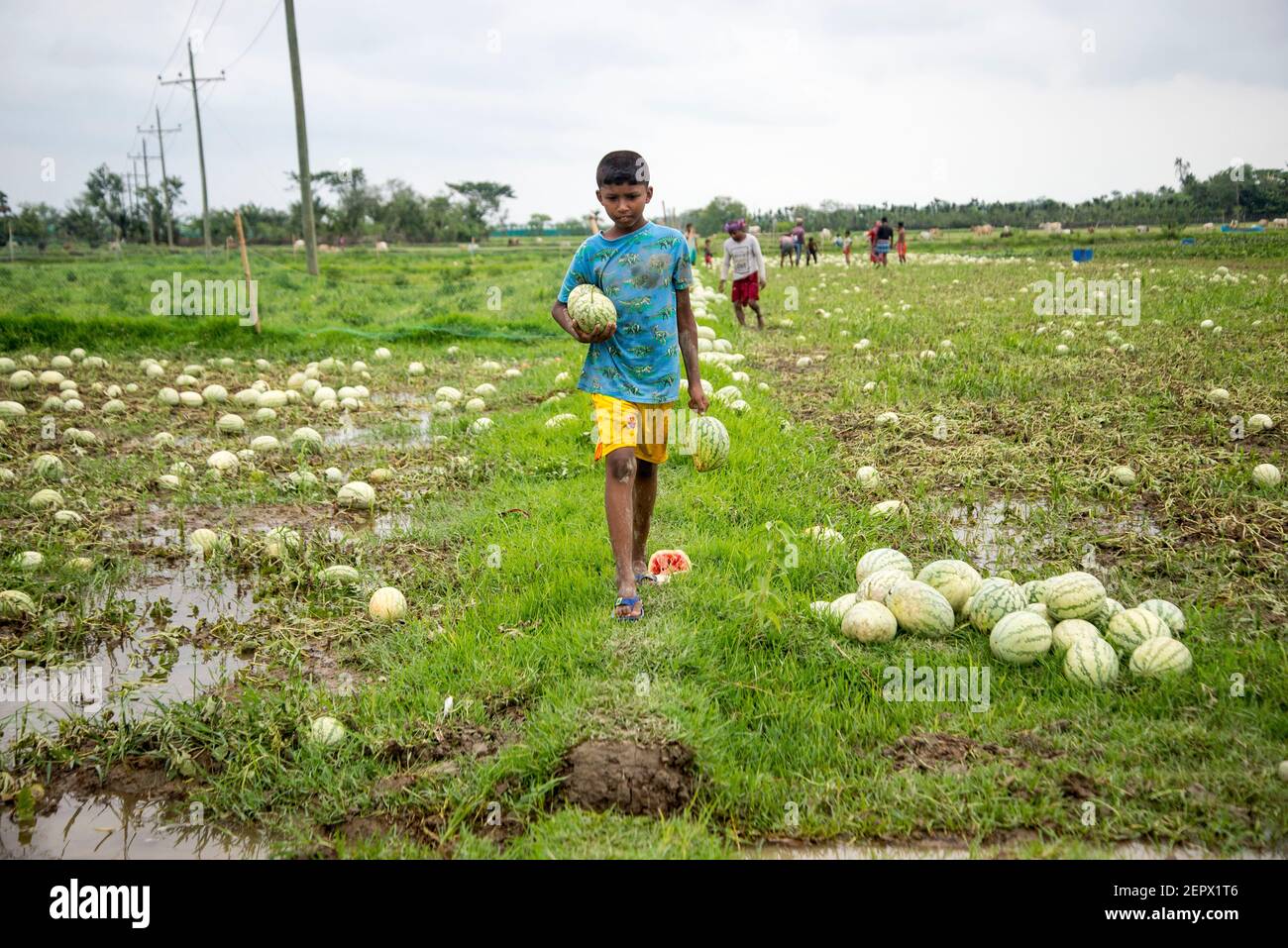 All worker involve here with water melon and alligator peart ...