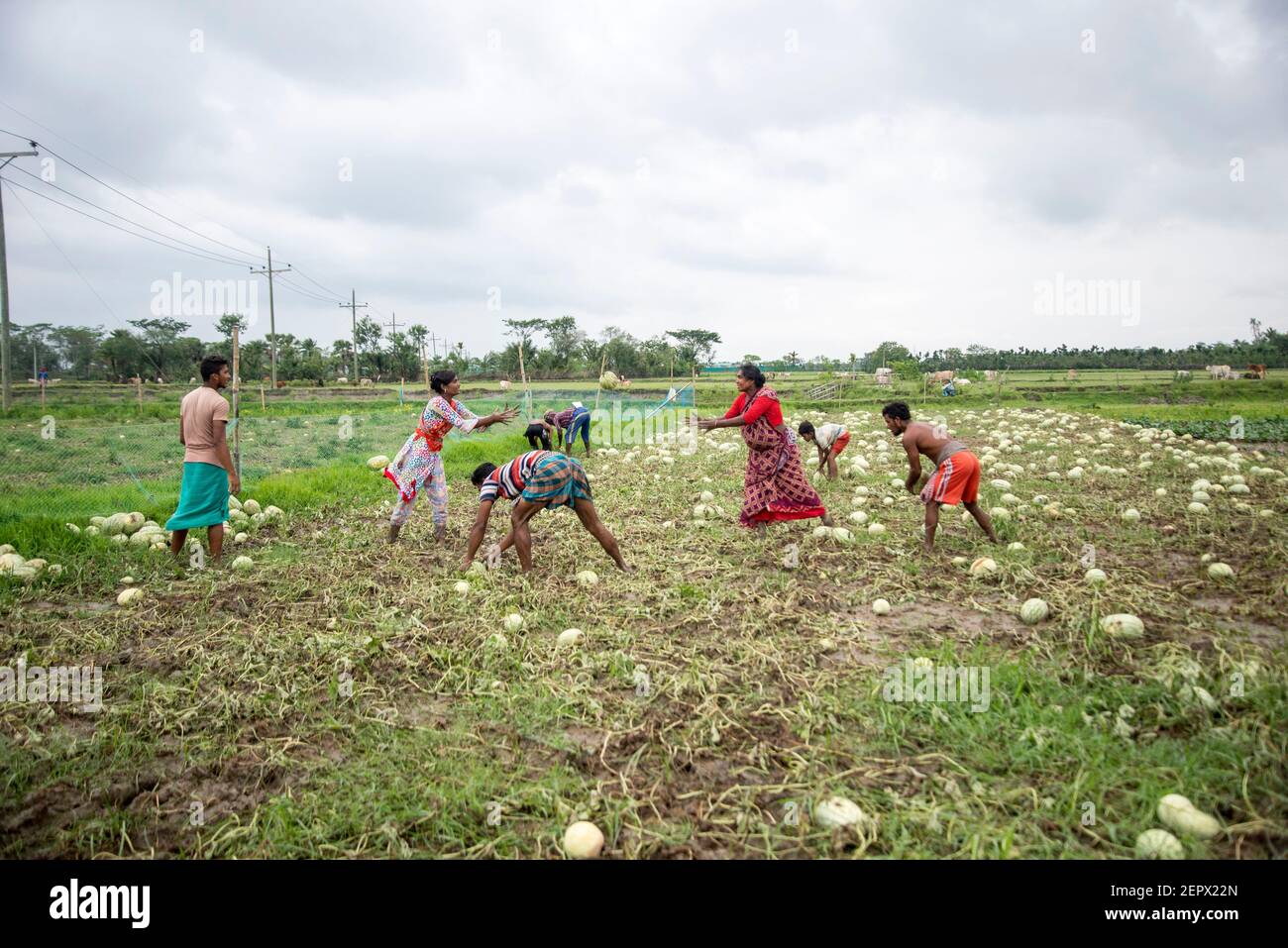 All worker involve here with water melon and alligator peart ...