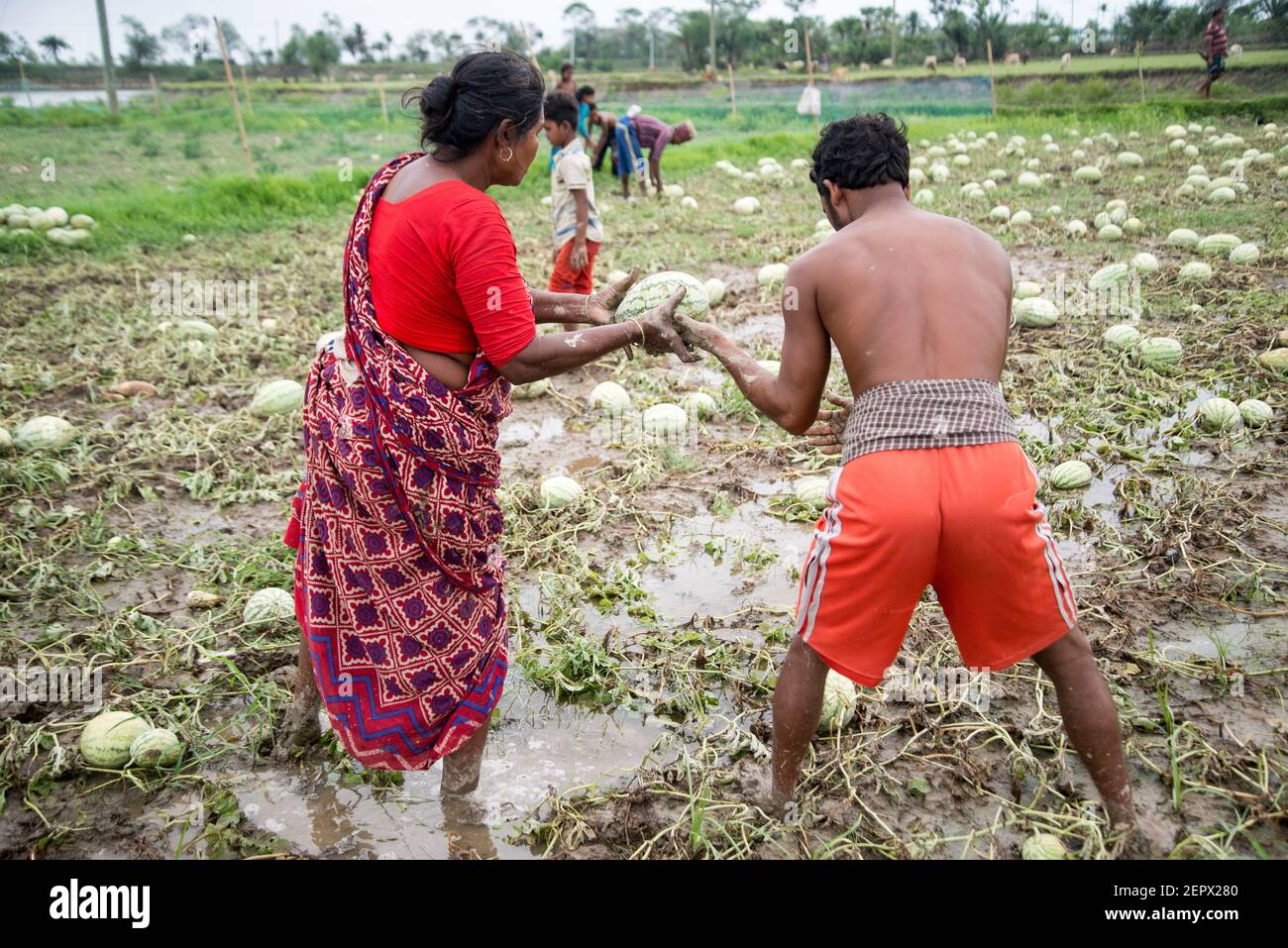 All worker involve here with water melon and alligator peart ...