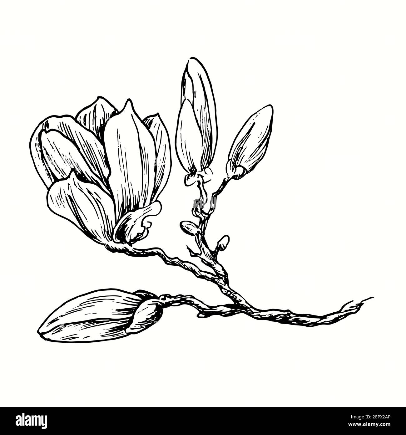 Magnolia Branch Drawing