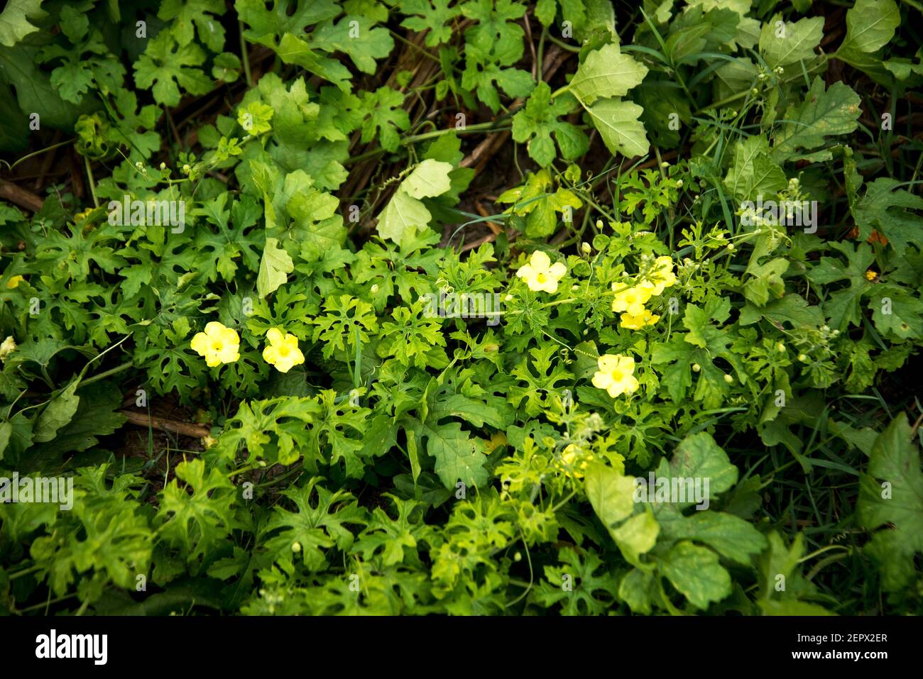 Alligatorpear hi-res stock photography and images - Alamy