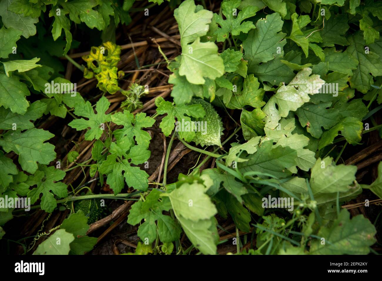 Fishprocess hi-res stock photography and images - Alamy