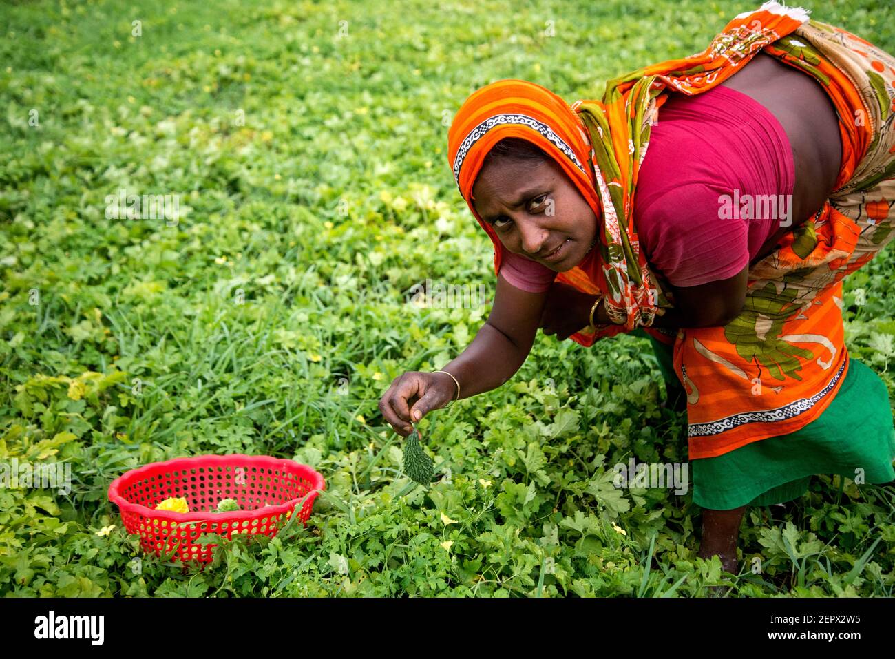 All worker involve here with water melon and alligator peart ...