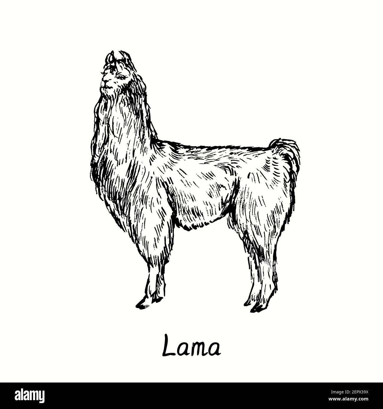 Lama standing. Ink black and white doodle drawing in woodcut style ...