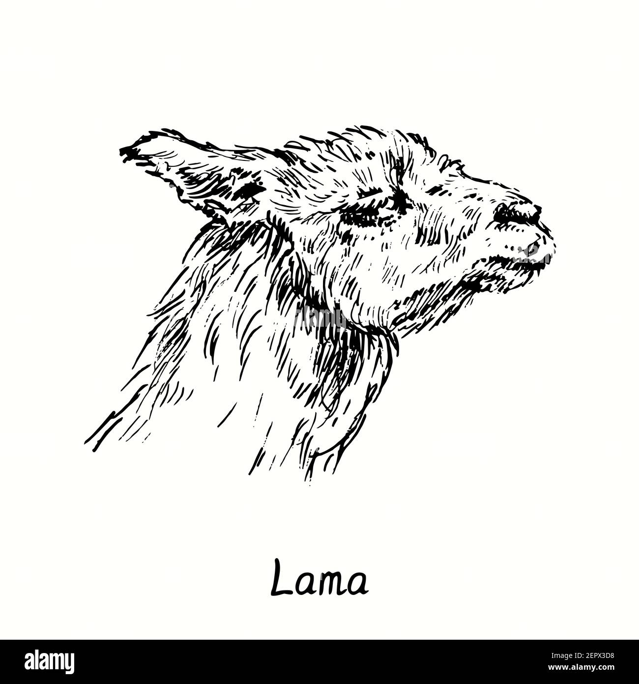 Lama face side view. Ink black and white doodle drawing in woodcut ...