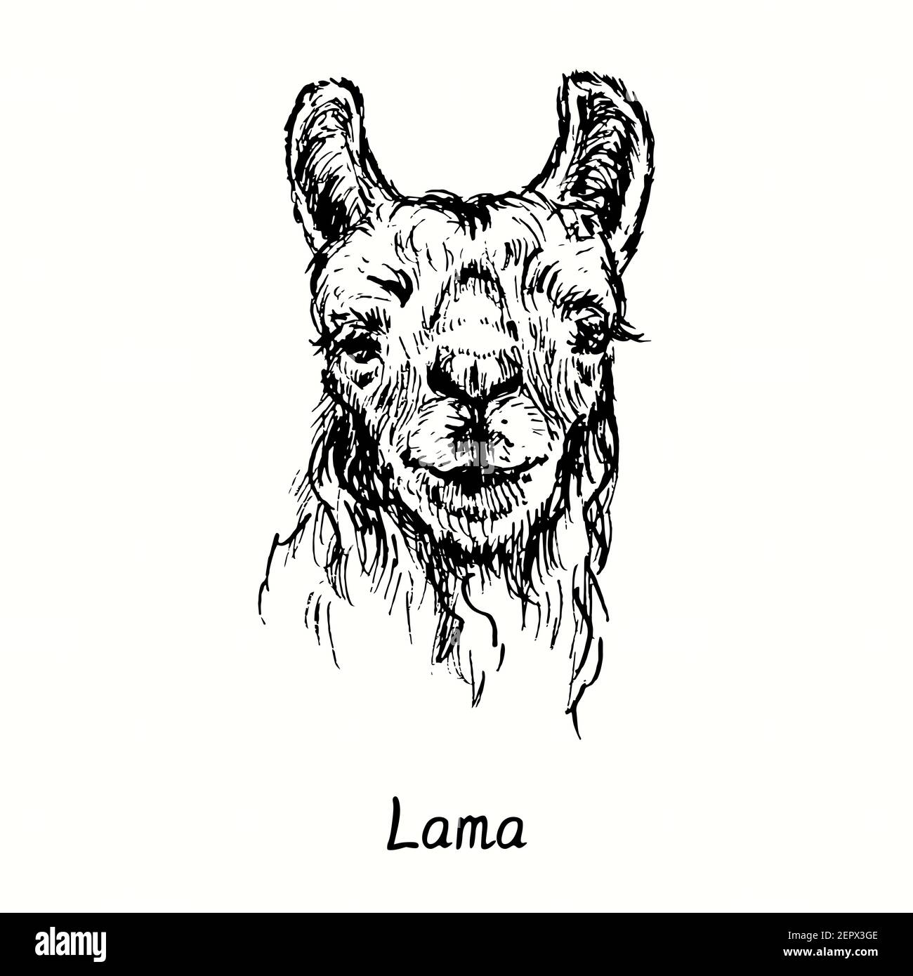 Lama face front view. Ink black and white doodle drawing in woodcut ...