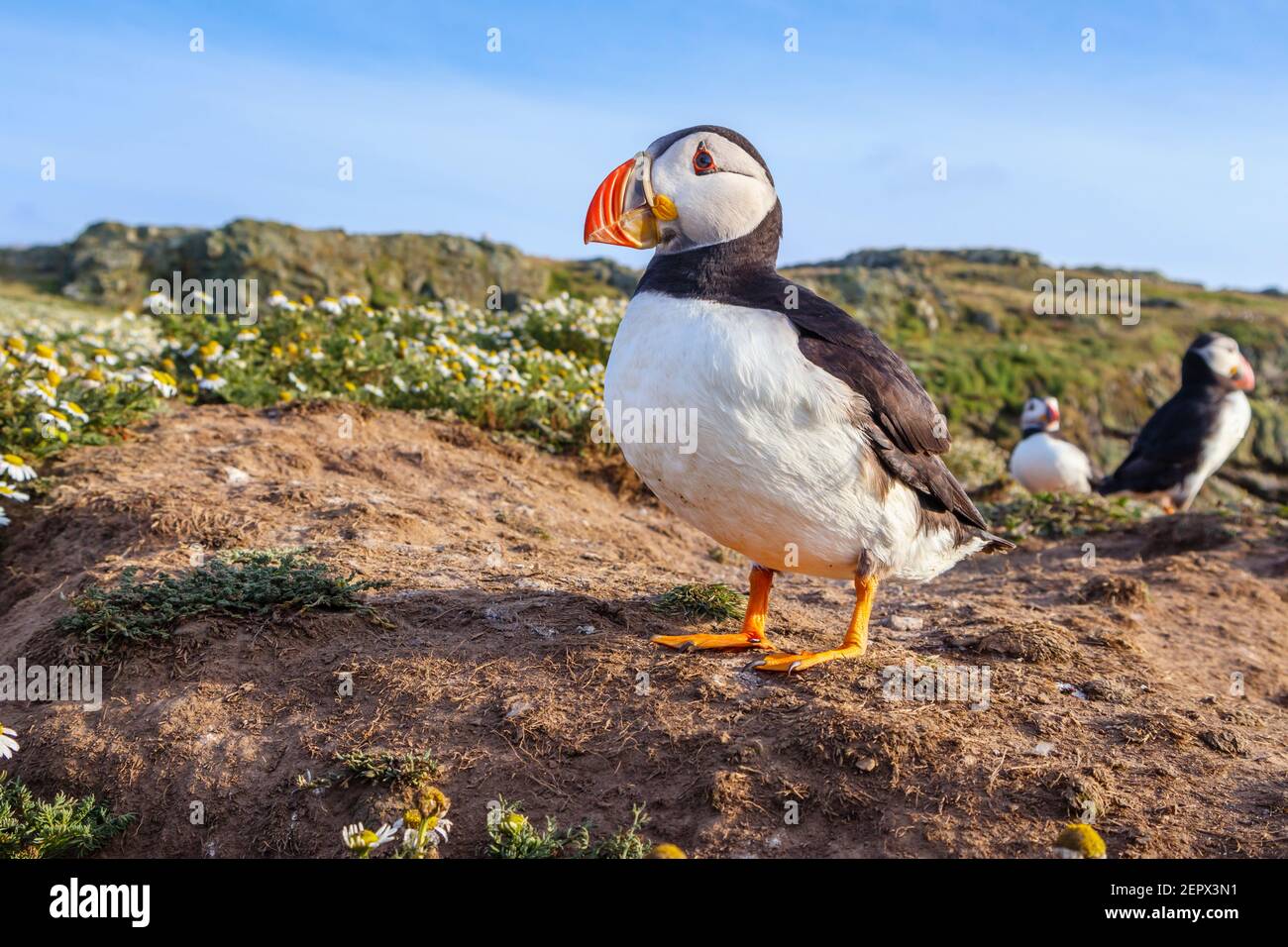 Marloes peninsula pembrokeshire puffin hi-res stock photography and ...