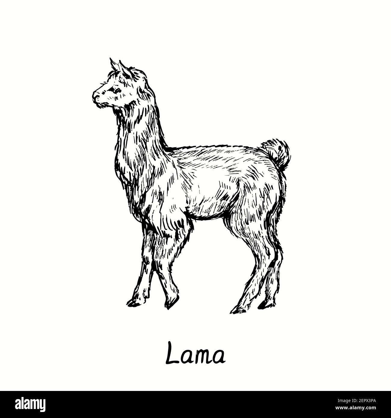 Lama Drawing