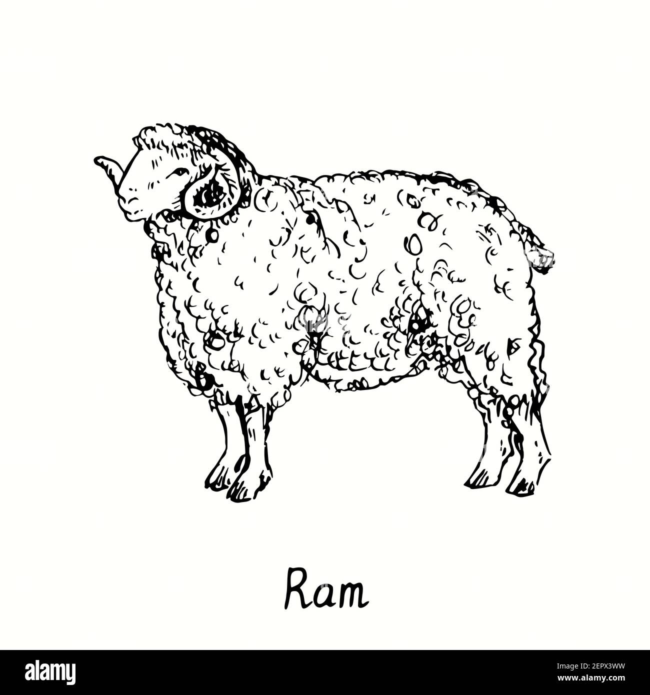 Ram standing side view. Ink black and white doodle drawing in woodcut ...