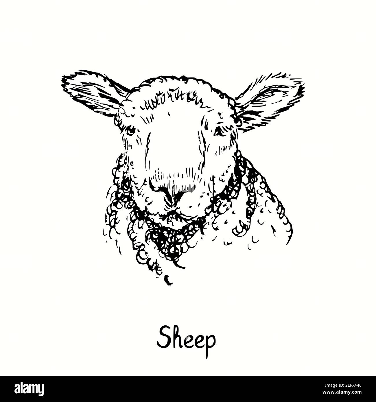 Sheep face portrait front view. Ink black and white doodle drawing in ...