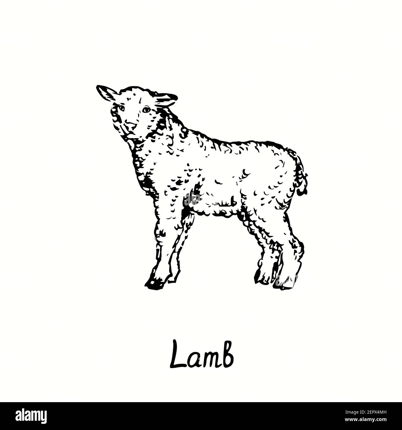 Lamb standing side view. Ink black and white doodle drawing in woodcut ...