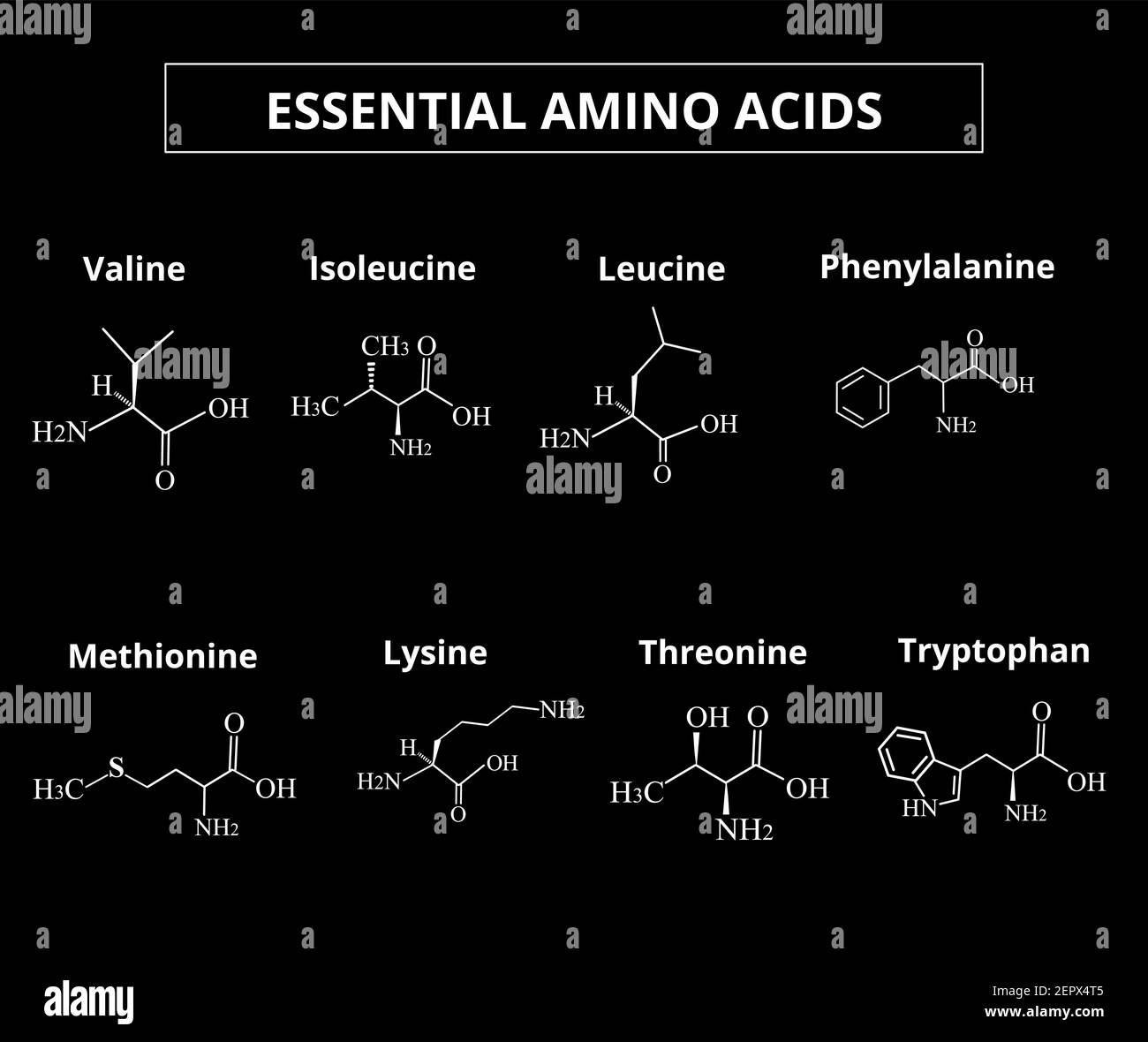 Essential amino acids. A set of amino acids. Chemical molecular ... Essential amino acids. A set of amino acids. Chemical molecular ...