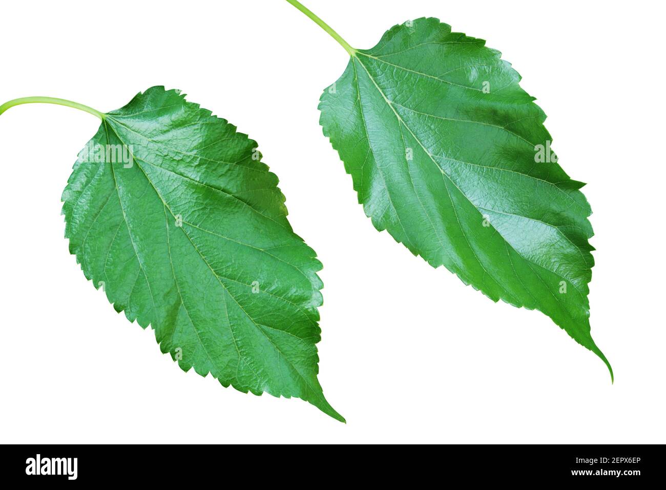Fresh Green Leaves of Morus nigra L., Black Mulberry Tree Isolated on ...