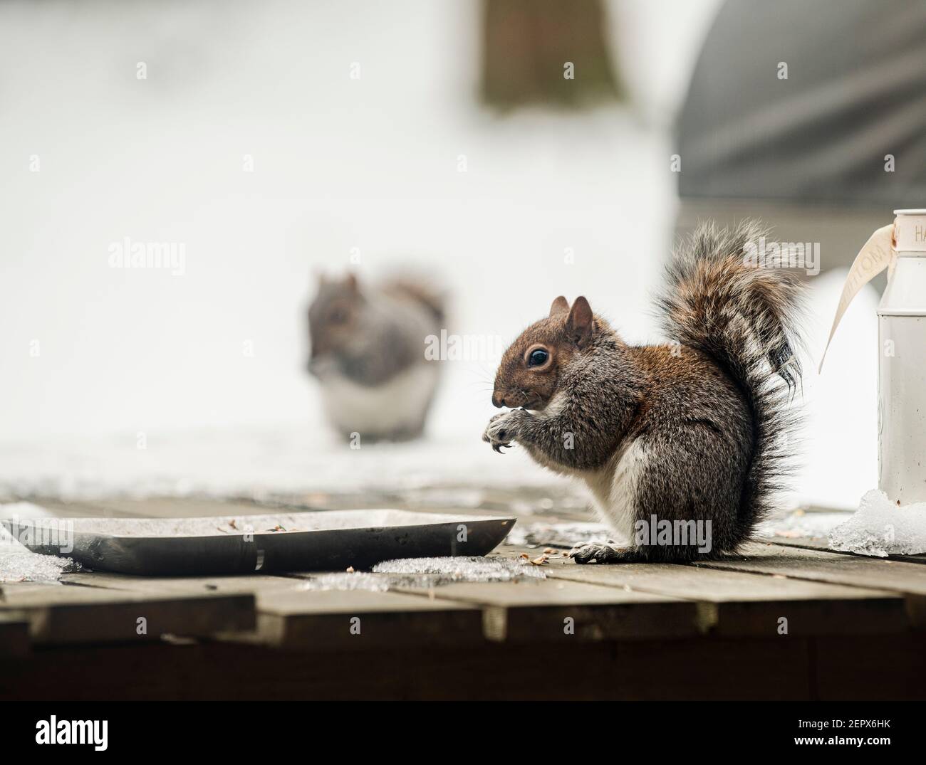 Squirrels close up hi-res stock photography and images - Alamy