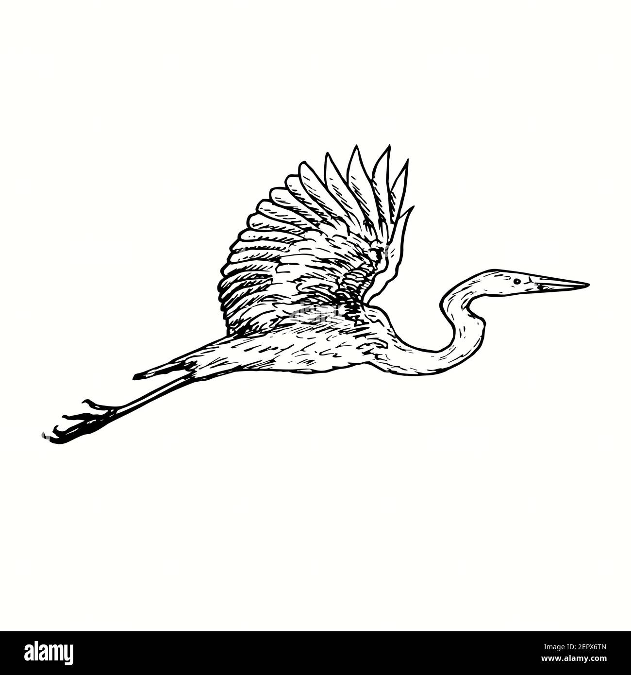 Heron Drawing