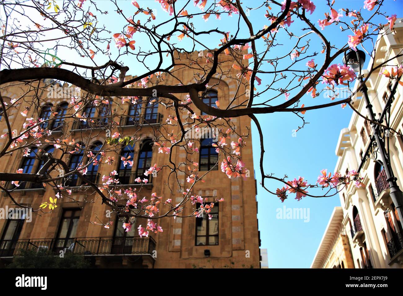 Beirut, Lebanon. 27th Feb, 2021. Flowers bloom in downtown Beirut ...