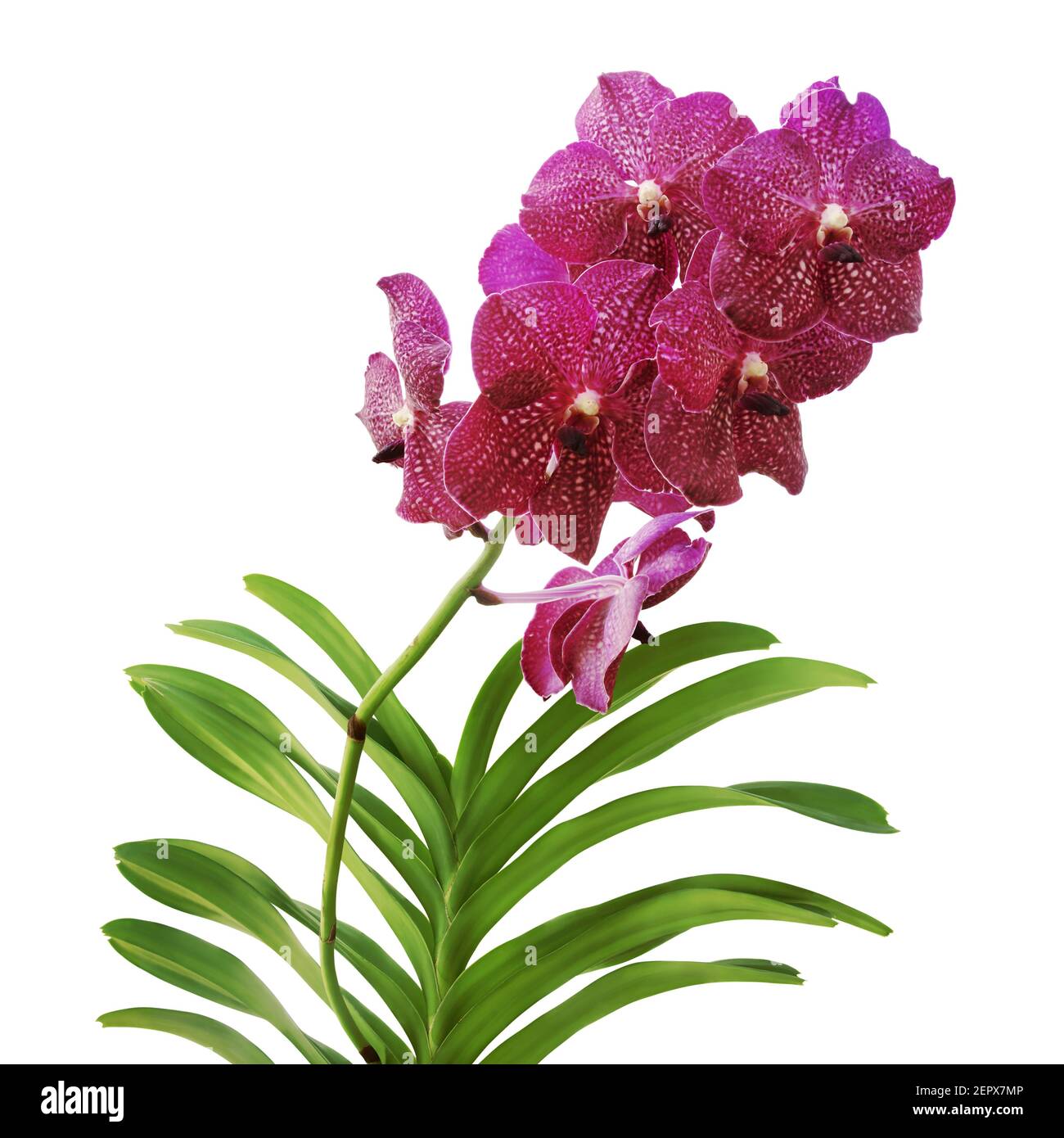 Violet Vanda Orchid Flowers with Green Leaves Isolated on White ...