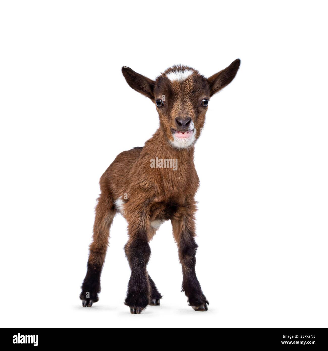 Goat showing teeth hi-res stock photography and images - Alamy