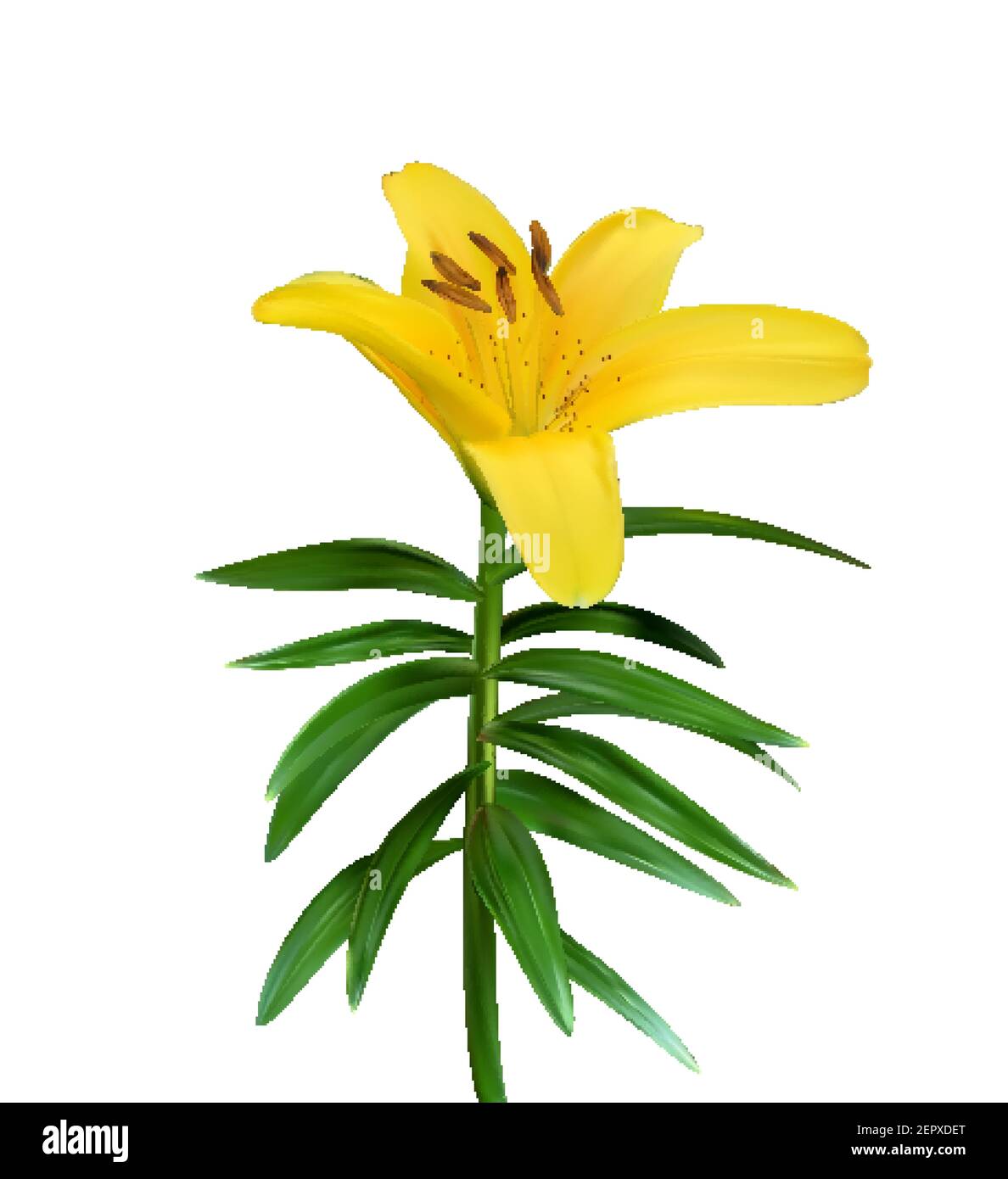 Lilium plant Stock Vector Images - Alamy
