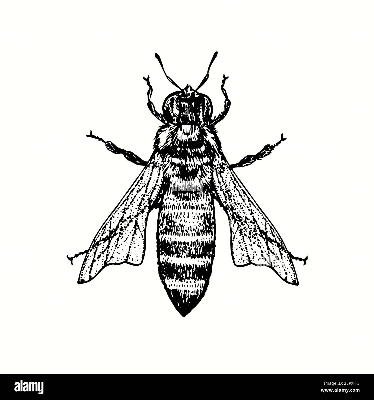 Cartoon buff hi-res stock photography and images - Alamy